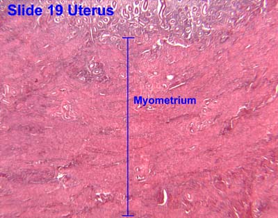 [27+] Uterus Histology Slide Labeled